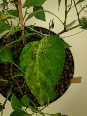 Black aphids are killing my Jalapeño plant - The Chili Life