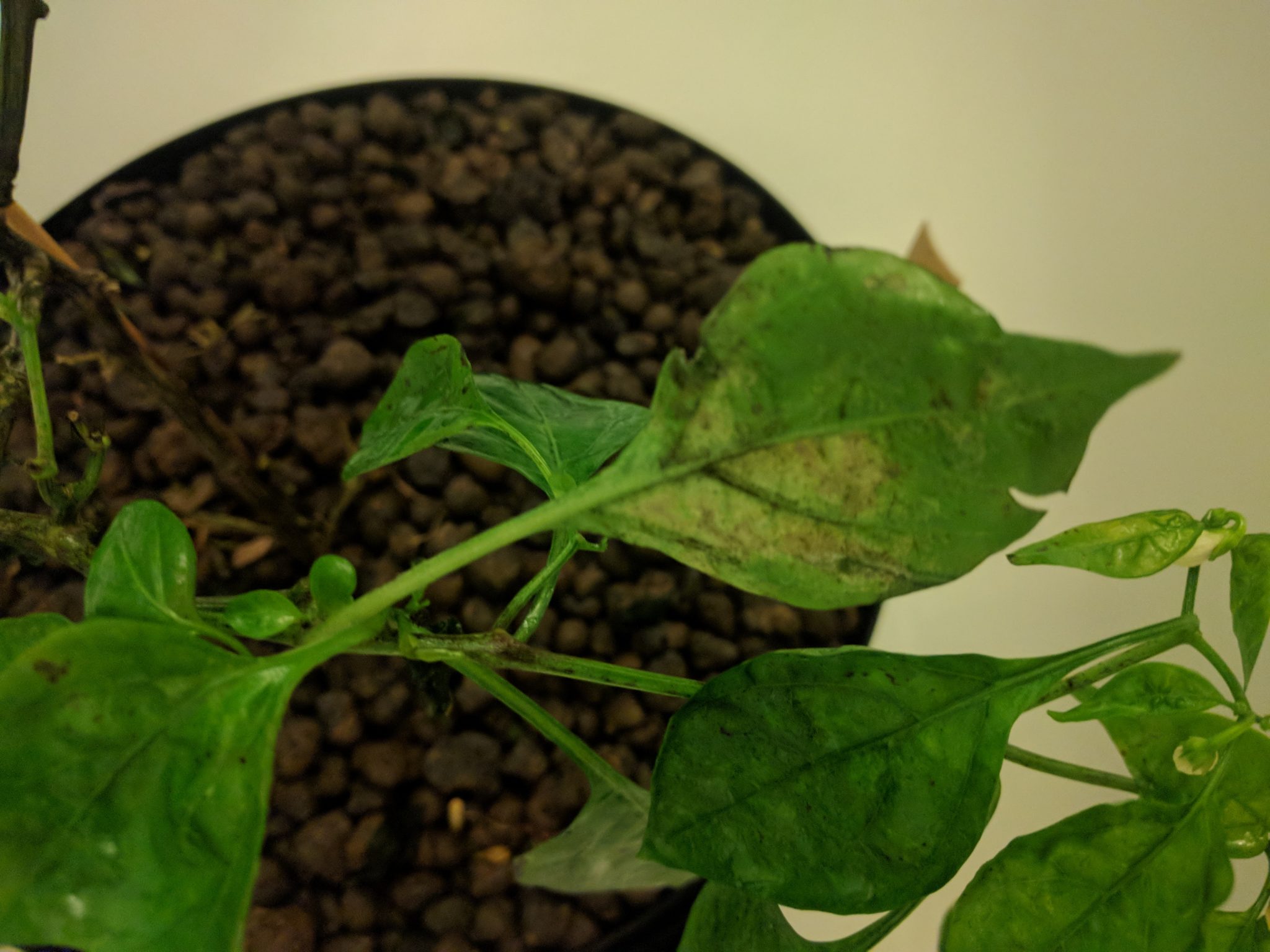 Black aphids are killing my Jalapeño plant - The Chili Life
