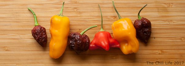 How to Grow Chili Peppers Indoors and Outdoors