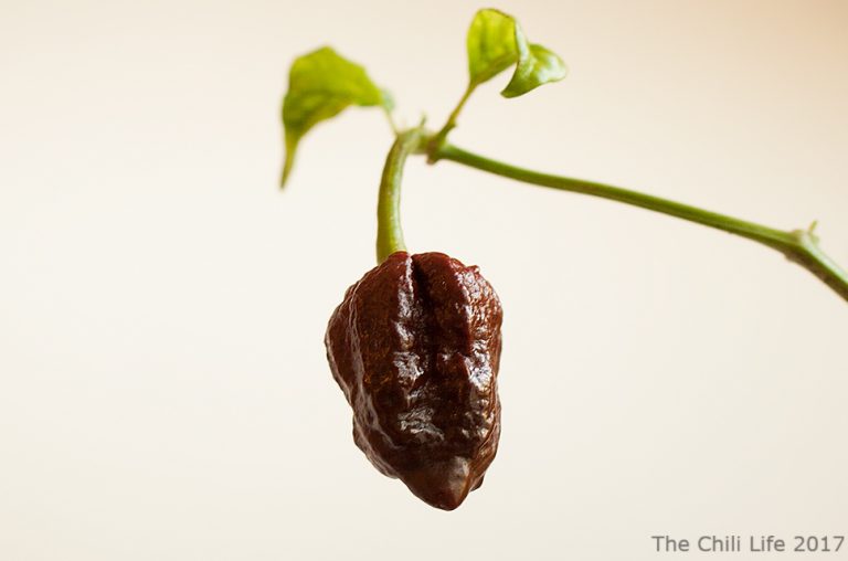 How to Grow Chili Peppers Indoors and Outdoors